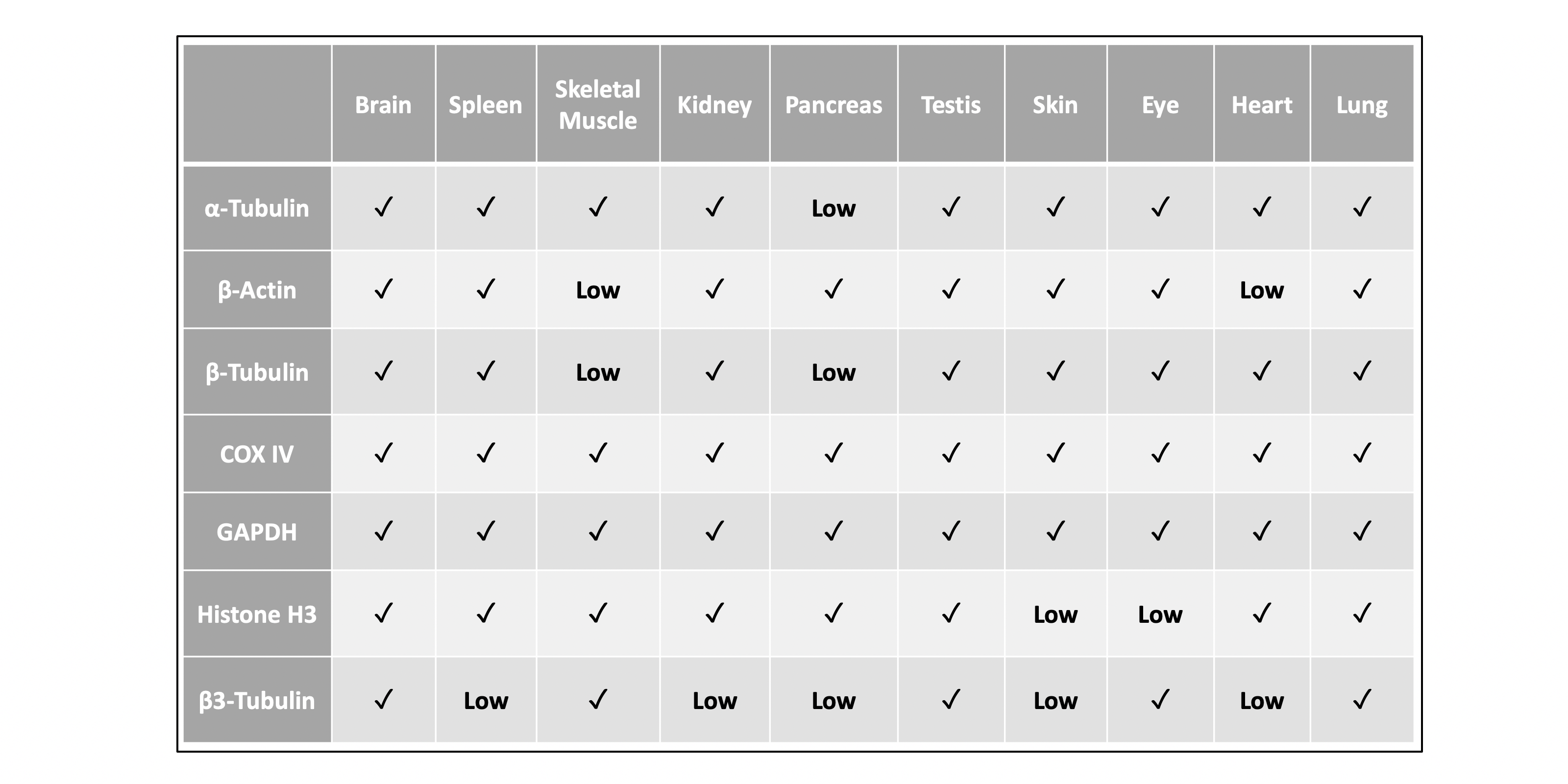 Mouse Tissue Loading Controls